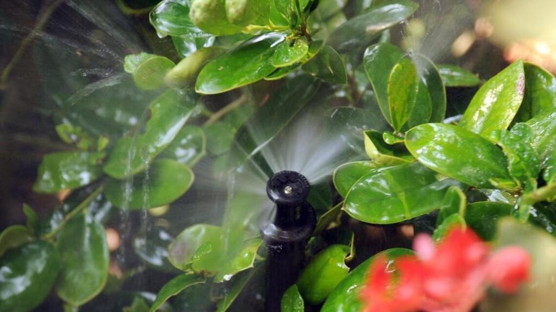 Neil Sperry’s yearlong North Texas garden calendar | Fort Worth Star ...