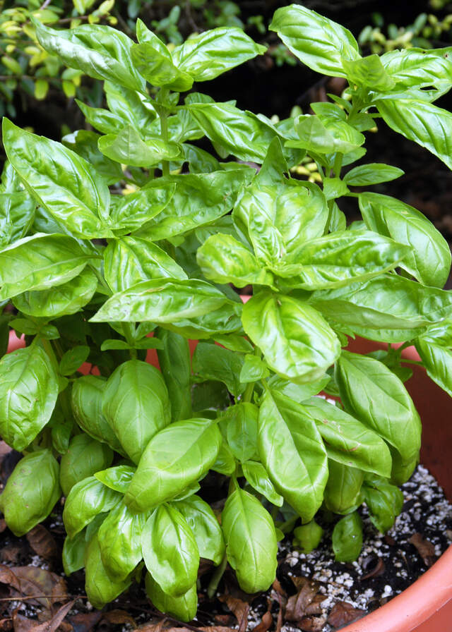 Follow these tips for success in your North Texas garden | Fort Worth ...