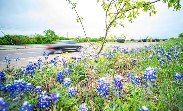 Is it illegal to pick bluebonnets, the Texas state flower? | Fort Worth ...