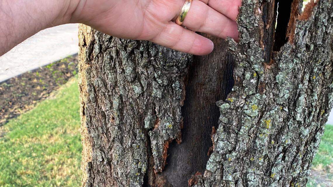 Texas gardeners’ most common questions about tree problems | Fort Worth ...
