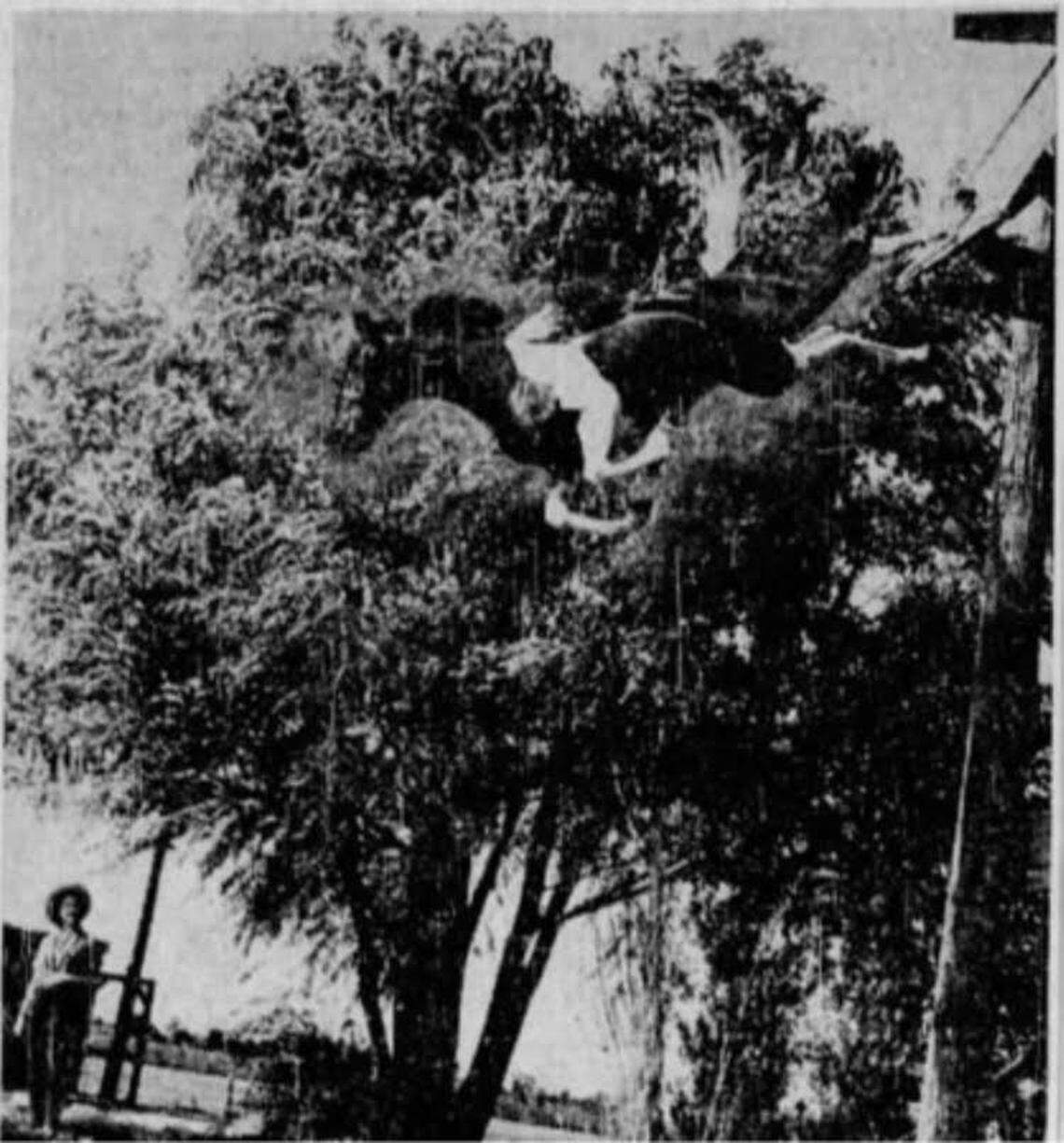 Horse diving was once popular entertainment in Fort Worth | Fort Worth ...
