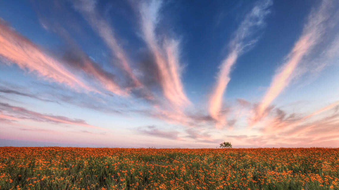 Fort Worth Prairie is resilient, like city and its residents | Fort ...