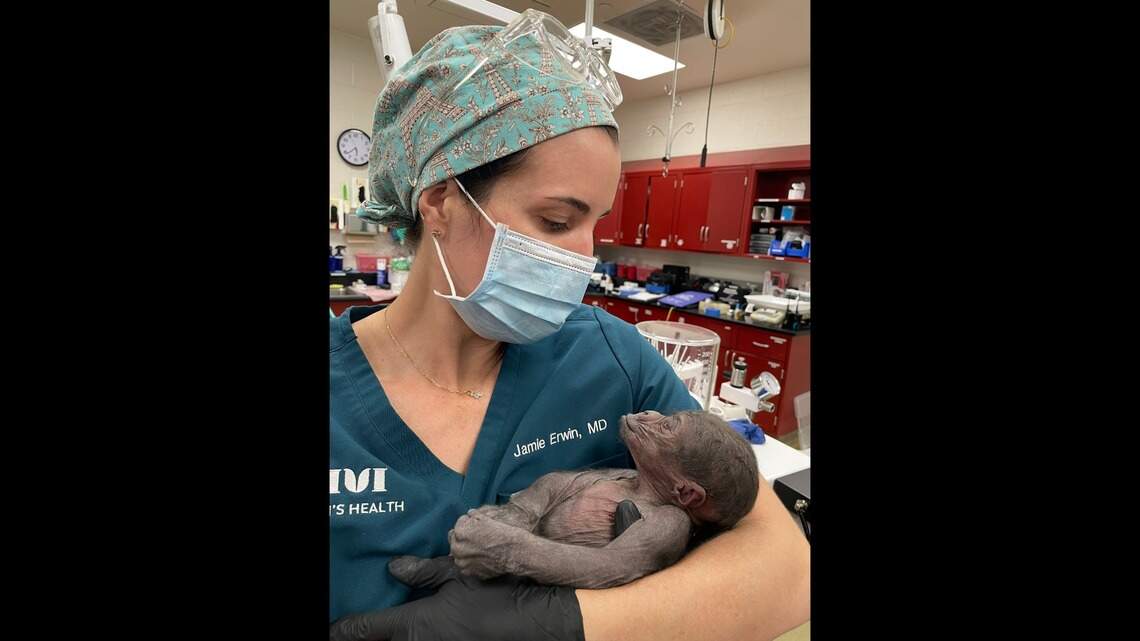 Fort Worth Zoo announces rare C-section birth of baby gorilla | Fort ...