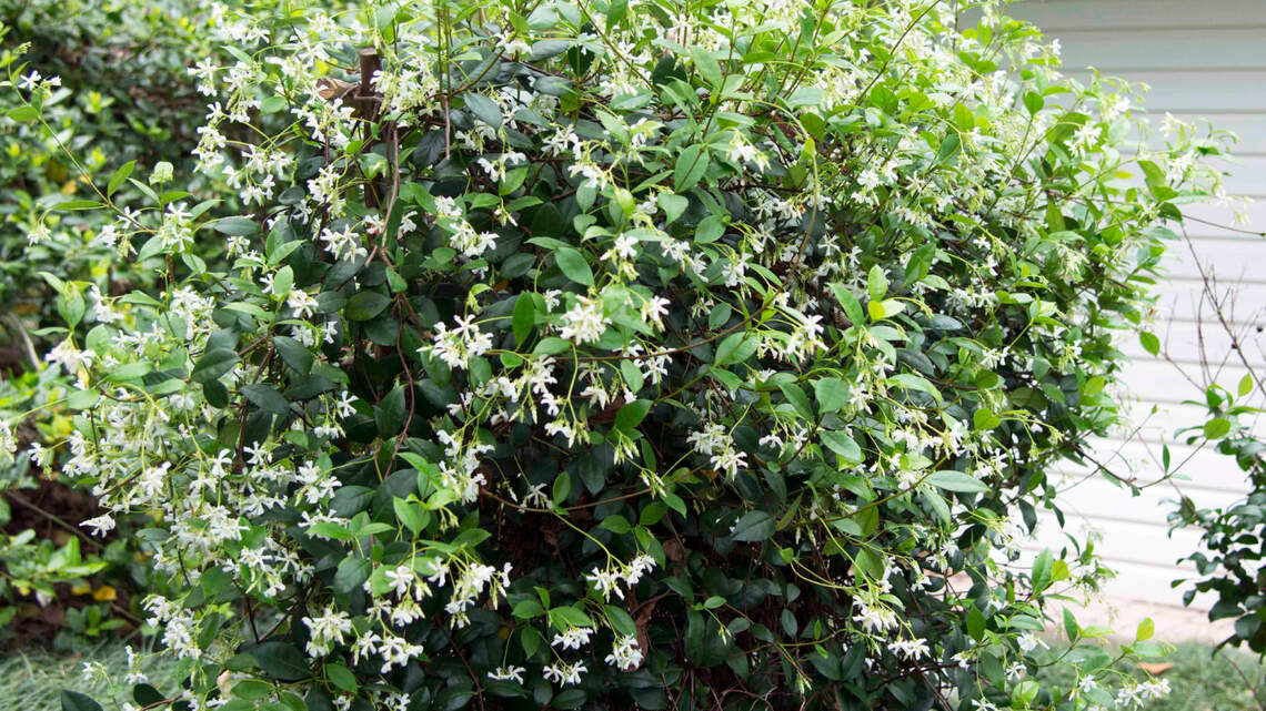 These bloomers are Texans’ favorite fragrances in flowers | Fort Worth ...