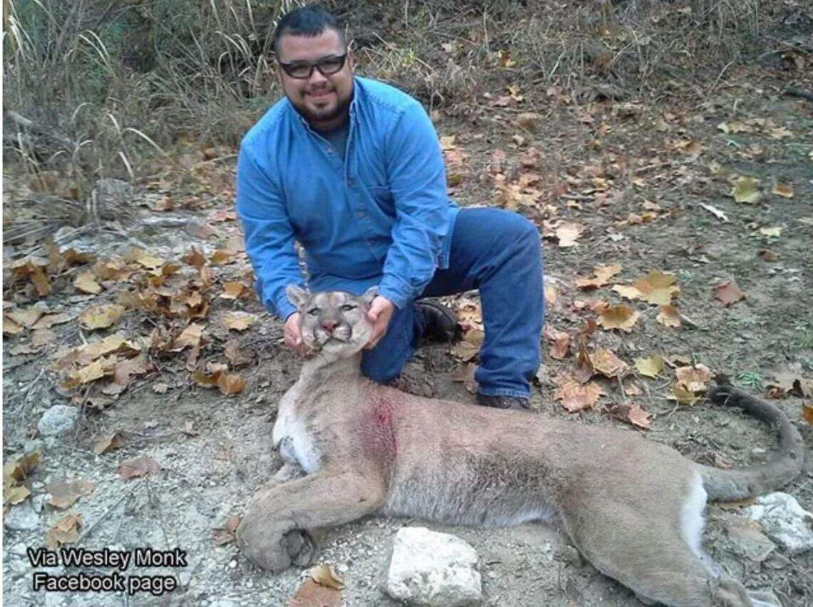 Is there truth to a mountain lion sighting near Glen Rose TX? | Fort ...