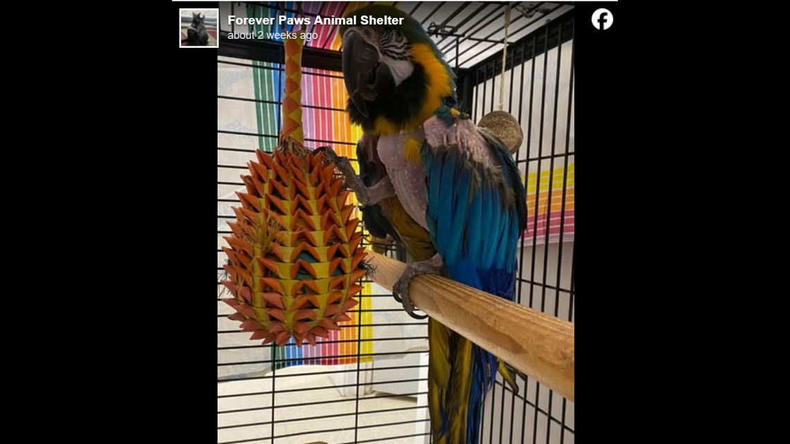 Cursing parrot Hendrix up for adoption in Massachusetts | Miami Herald