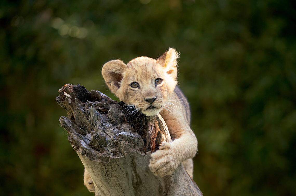 Fort Worth, Texas, Zoo announces birth of twin lion cubs | Fort Worth ...