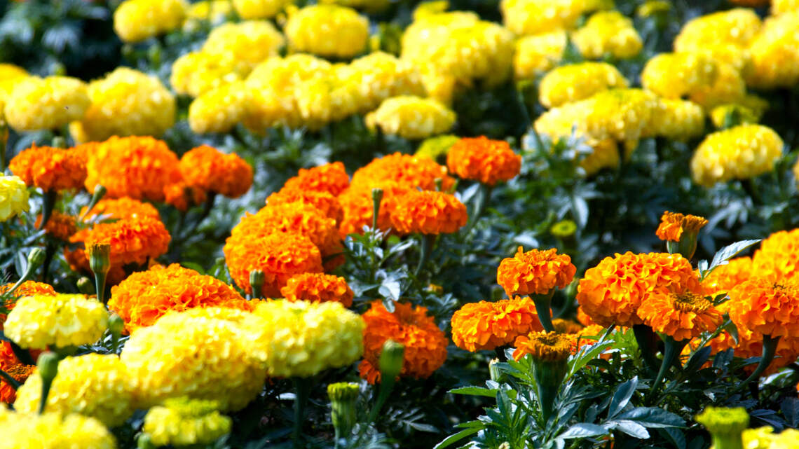 August is a good time to plant these things in North Texas | Fort Worth ...