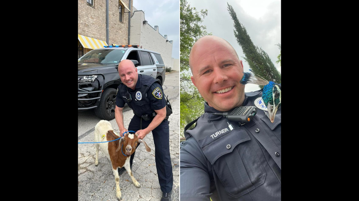 VIDEO: North Texas police officer catches goat, peacock | Fort Worth ...