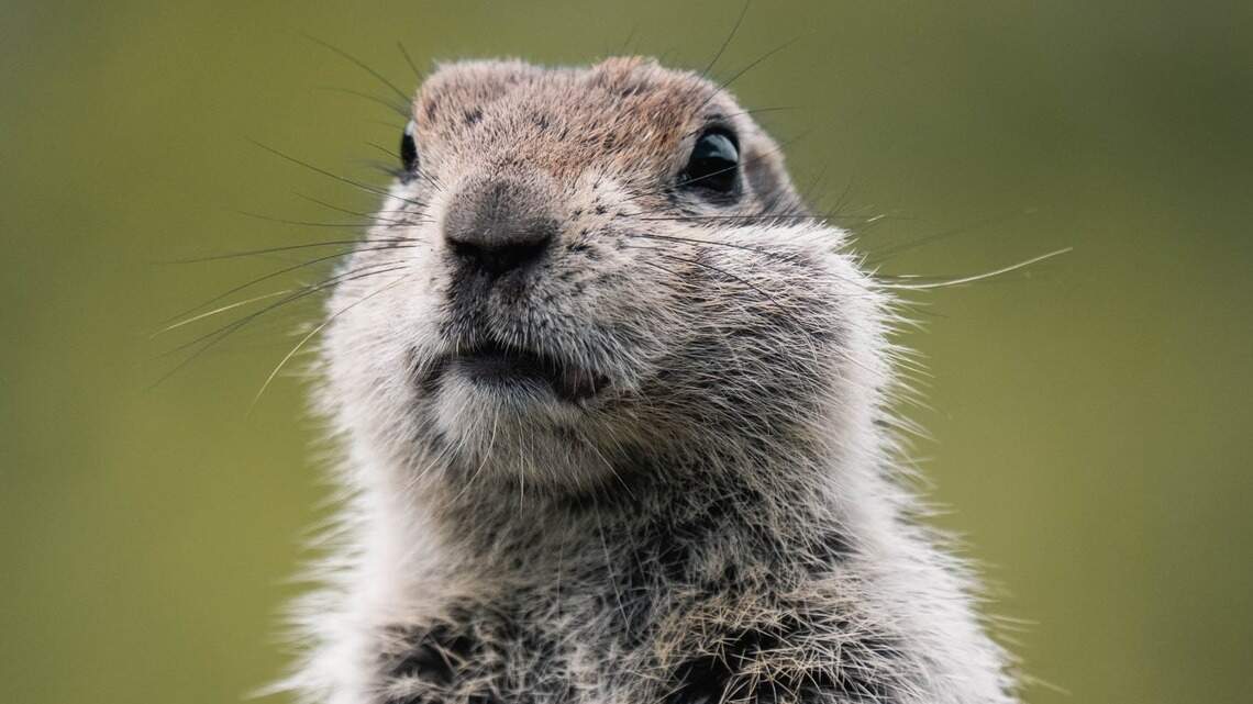 Ever wonder how Punxsutawney Phil got his name? What we know | Fort ...