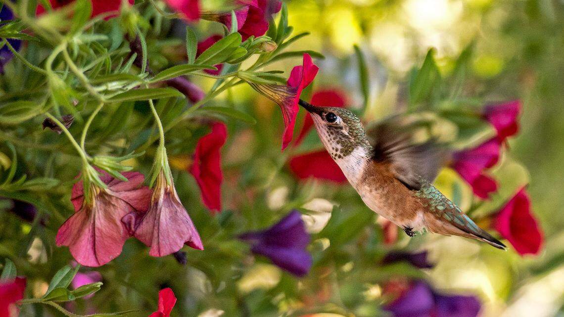 Prepare your feeders for the tiniest bird in Texas to return | Fort ...