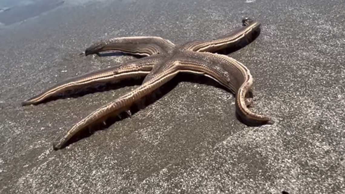 Gulf Of Mexico Starfish Species