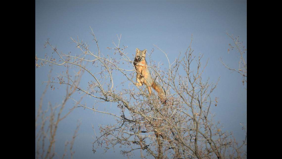 Agile Texas fox seems to float atop tree in Facebook video | Fort Worth ...