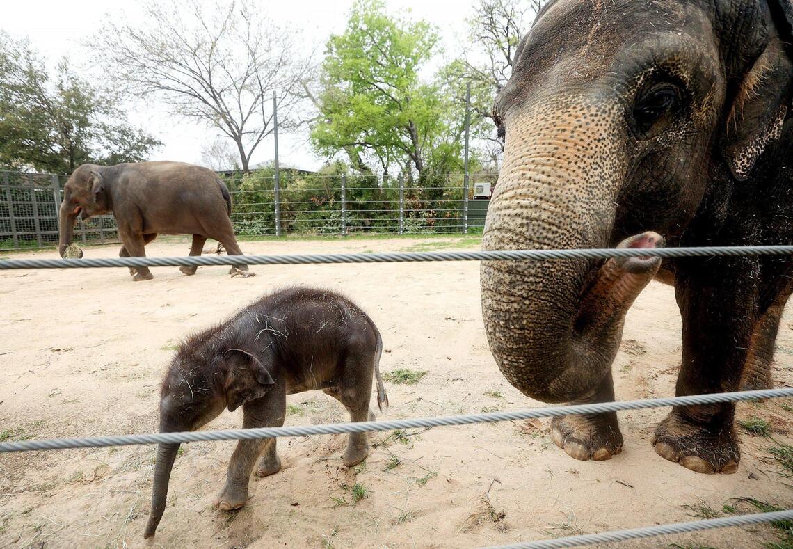 The Silent Goodbye: Elephant Herd Grieves Over Fallen Calf ...