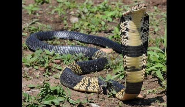 Texas cobra owner accused of allowing snake to escape home | Fort Worth ...