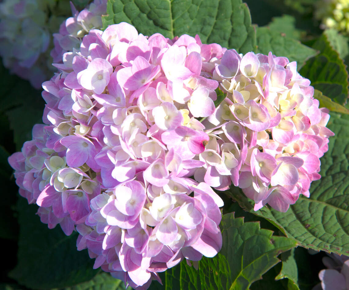 Mophead hydrangea growing tips for North Central Texas | Fort Worth ...