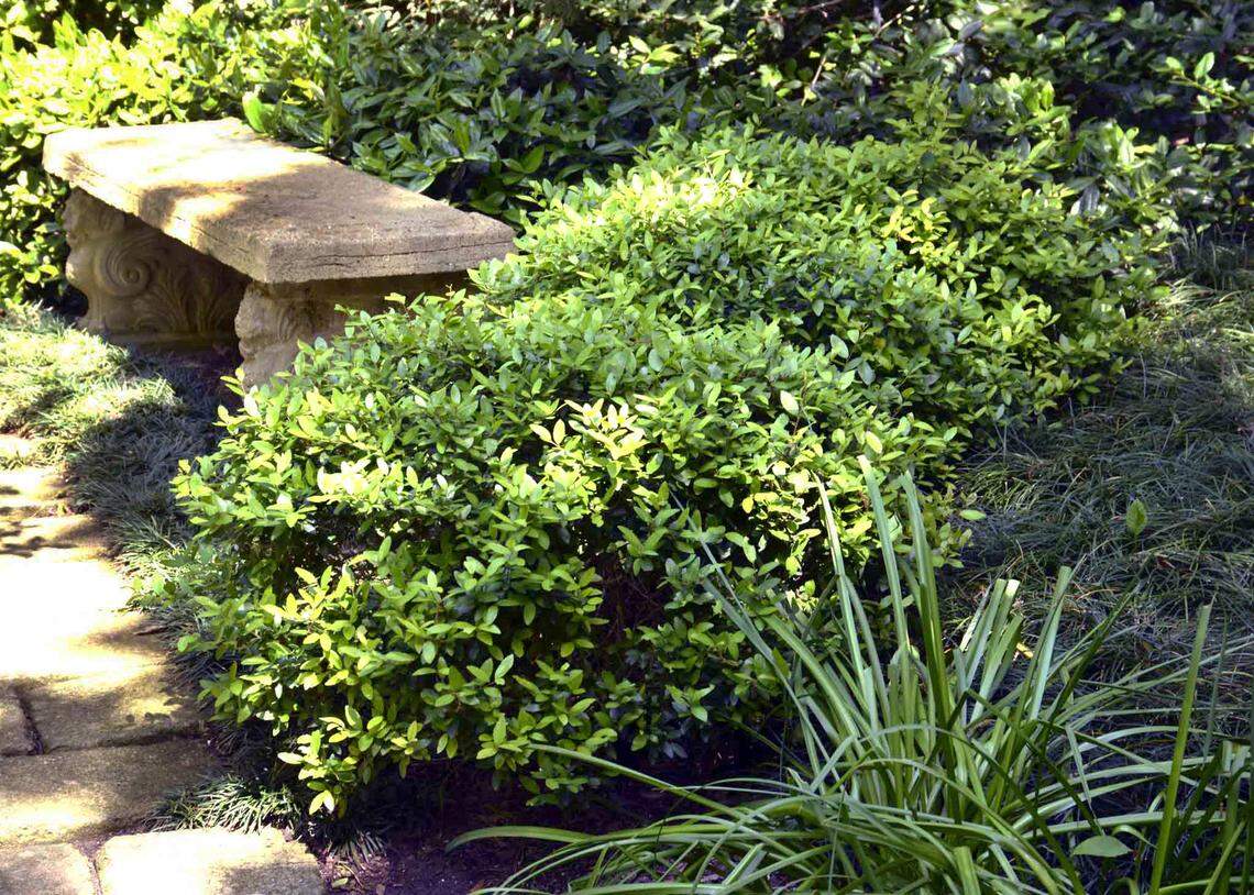 Dwarf and compact plants for tight spaces in North Texas | Fort Worth ...