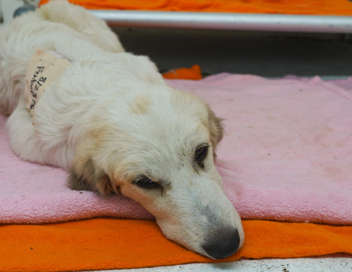North TX Humane Society sees more neglected dogs, heat deaths | Fort ...
