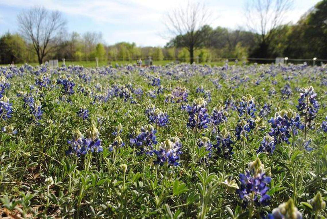 What to know about Texas bluebonnets | Fort Worth Star-Telegram