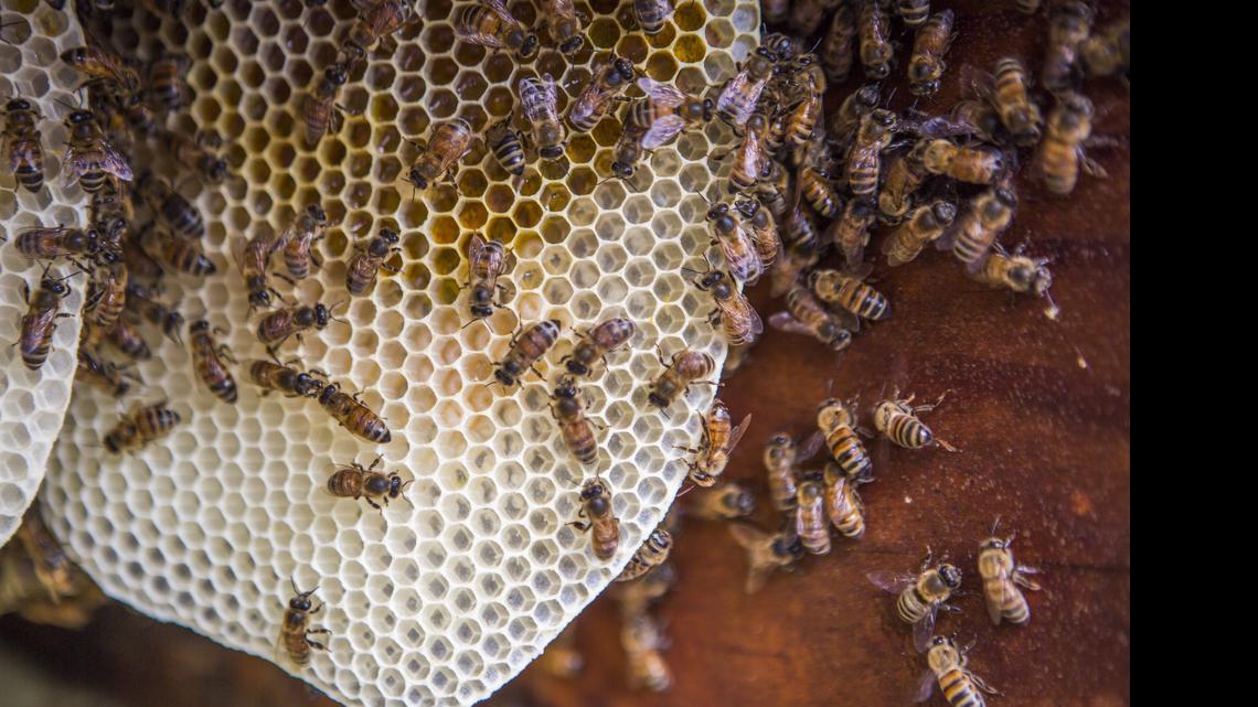 Self-described ‘bee czar’ keeps watch in parts of Texas | Fort Worth ...